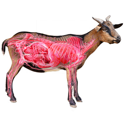 Goat Distinction – MicroBasics Store