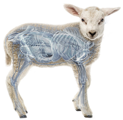 Sheep Distinction – MicroBasics Store