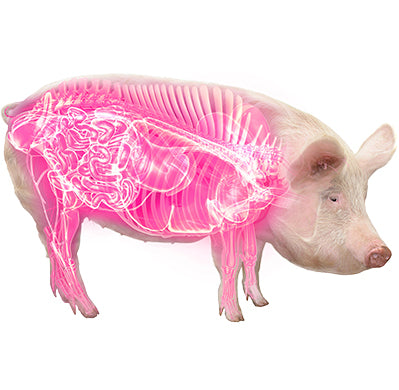 Swine Distinction – MicroBasics Store